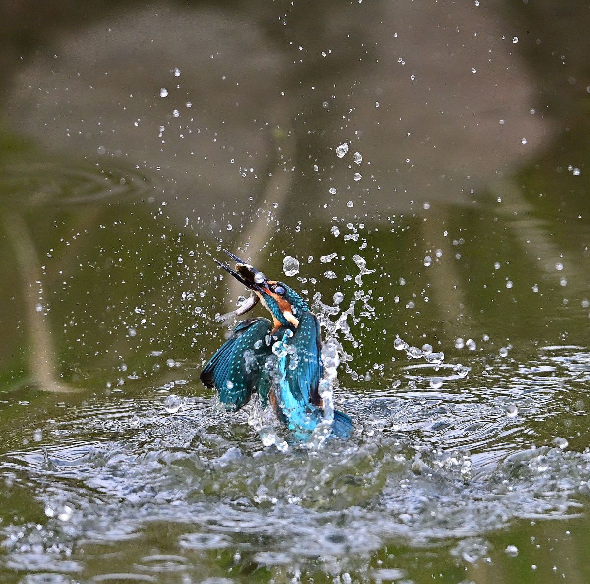 ナイスGET | GANREF