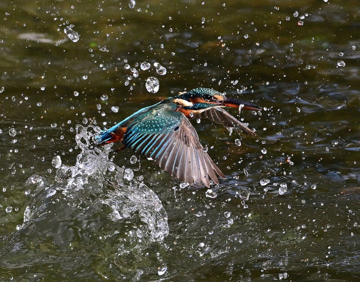 get small fish | GANREF