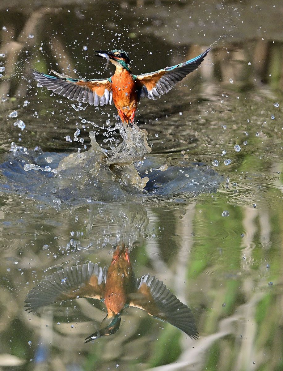 舞い上がれ | GANREF