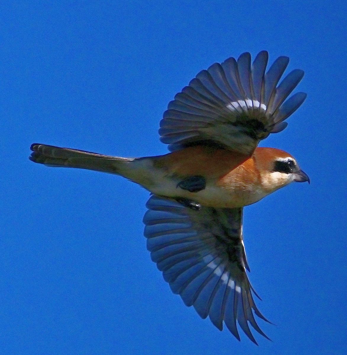 写真のSSは、？？ | GANREF