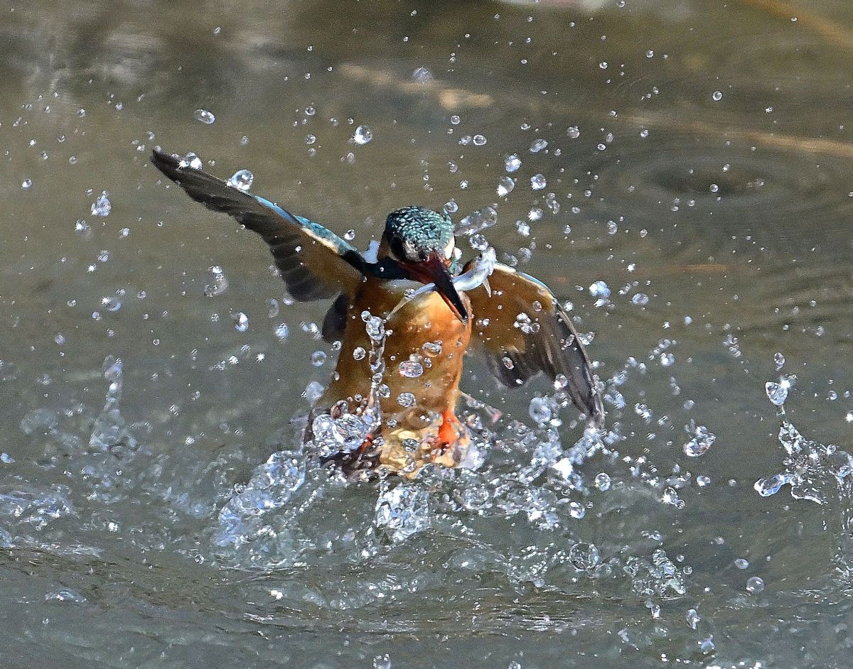 ナイスGET | GANREF