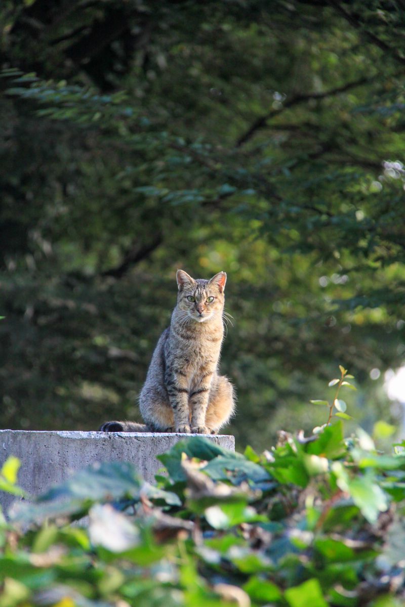 高見の猫 | GANREF