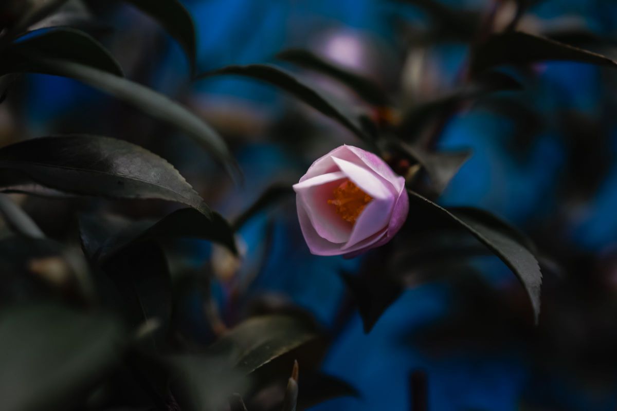 残りの色 | GANREF