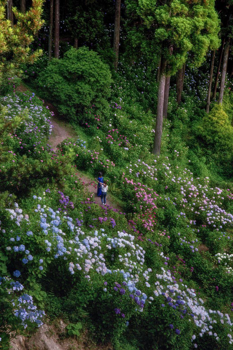 Hydrangea Hill | GANREF