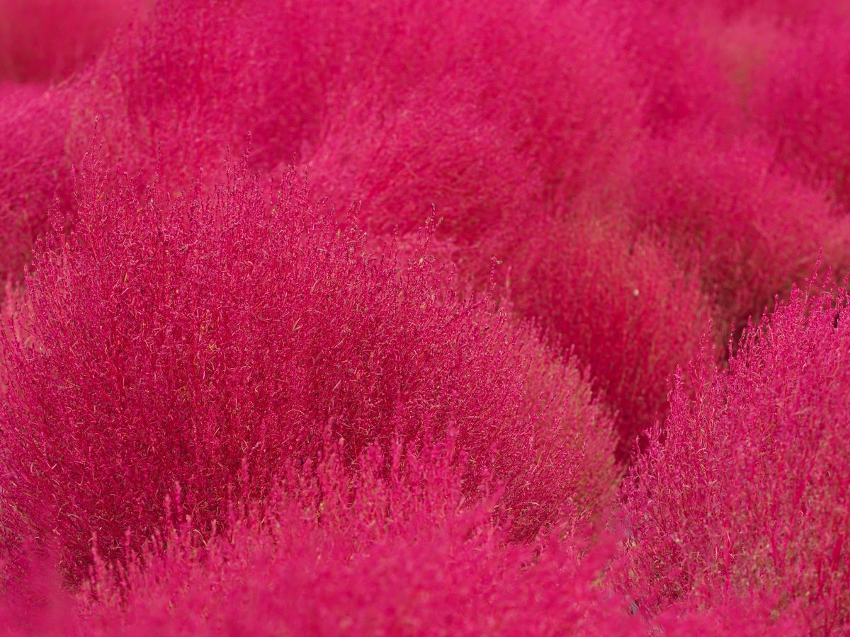 BURNING RED | GANREF