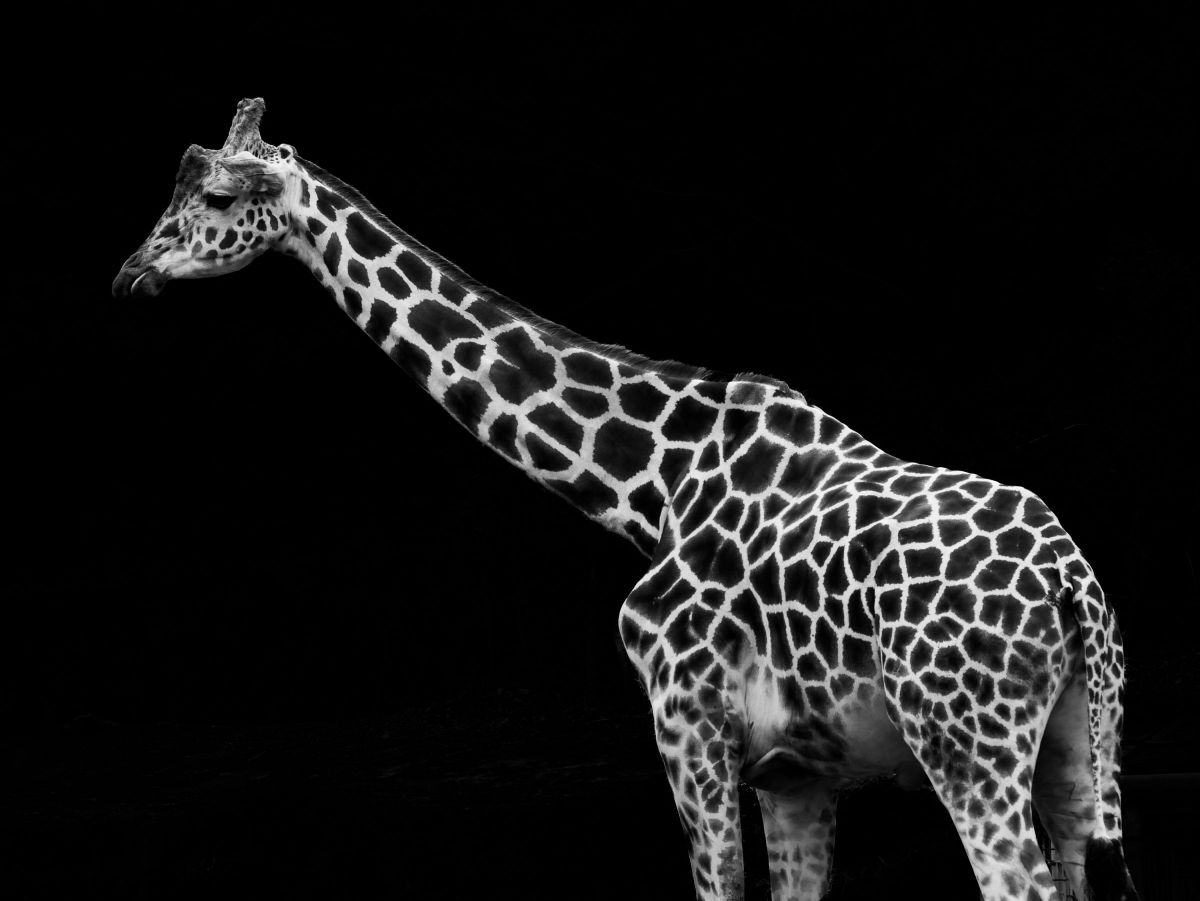 Giraffe | GANREF