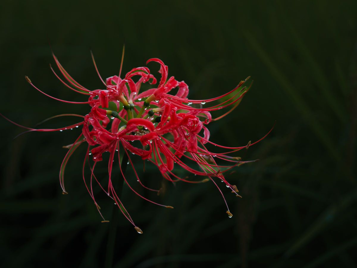 雨上がり | GANREF