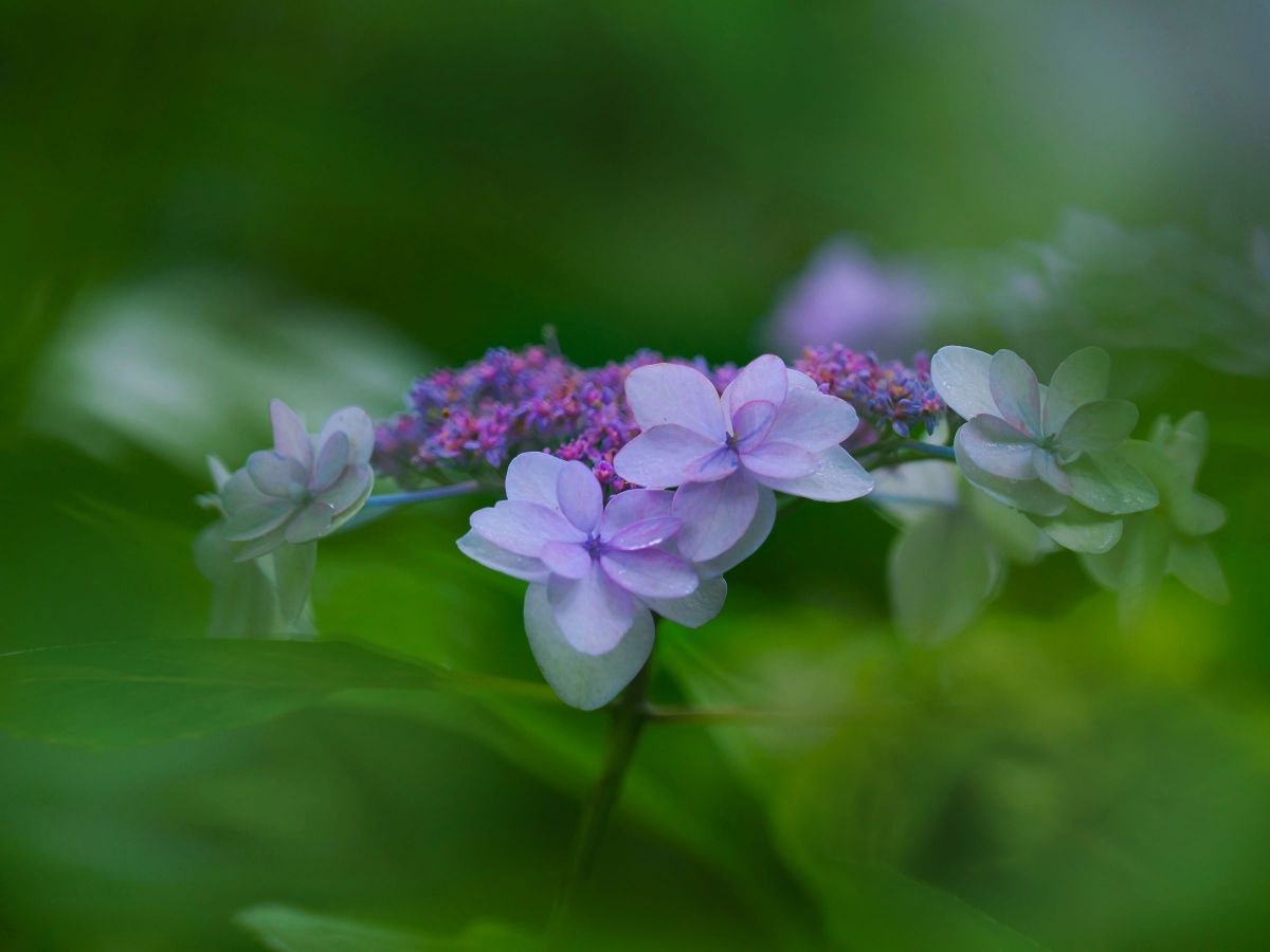 あなた色に染まって | GANREF