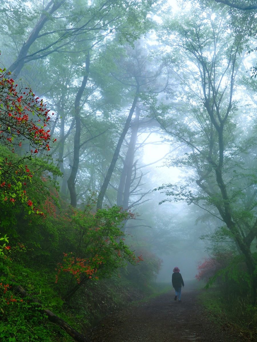 霧の葛城山 | GANREF