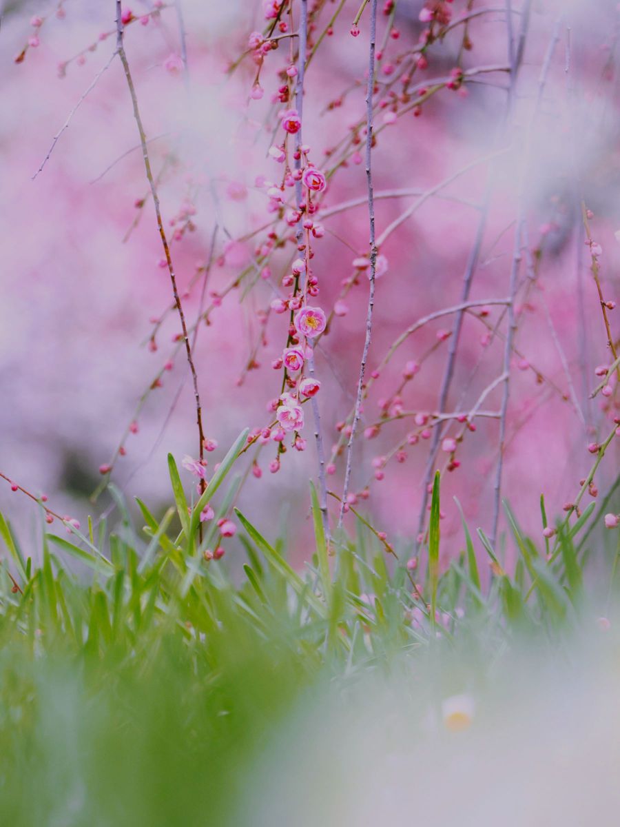 枝垂れ梅 | GANREF