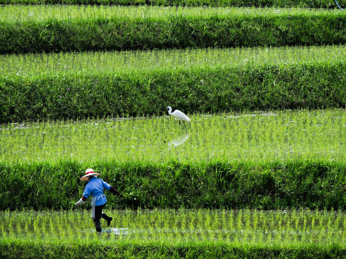 田植えの後で | GANREF