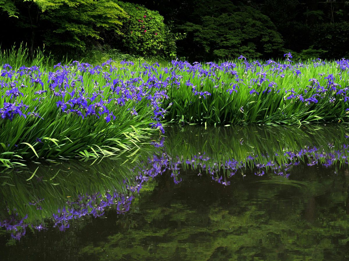 初夏に咲く | GANREF