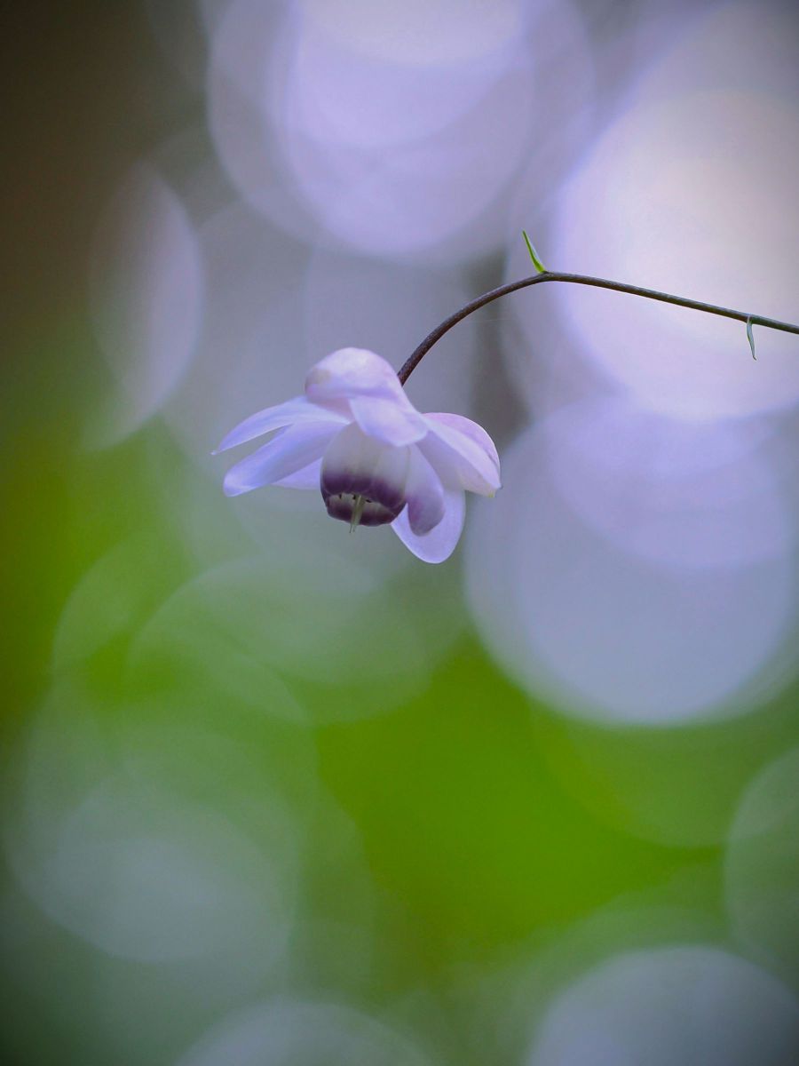 森の妖精 | GANREF