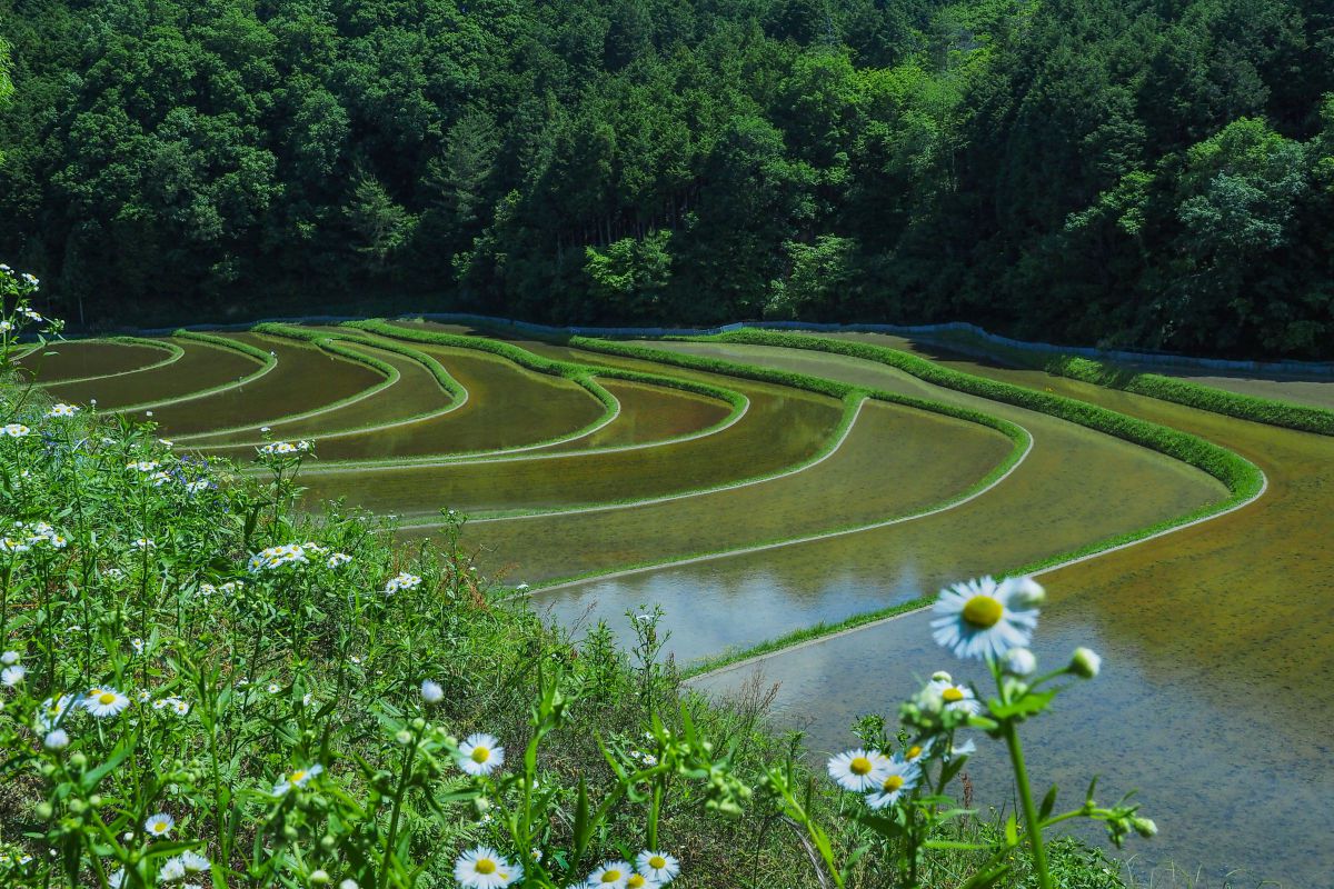 ヒメジョオンに見守られ | GANREF