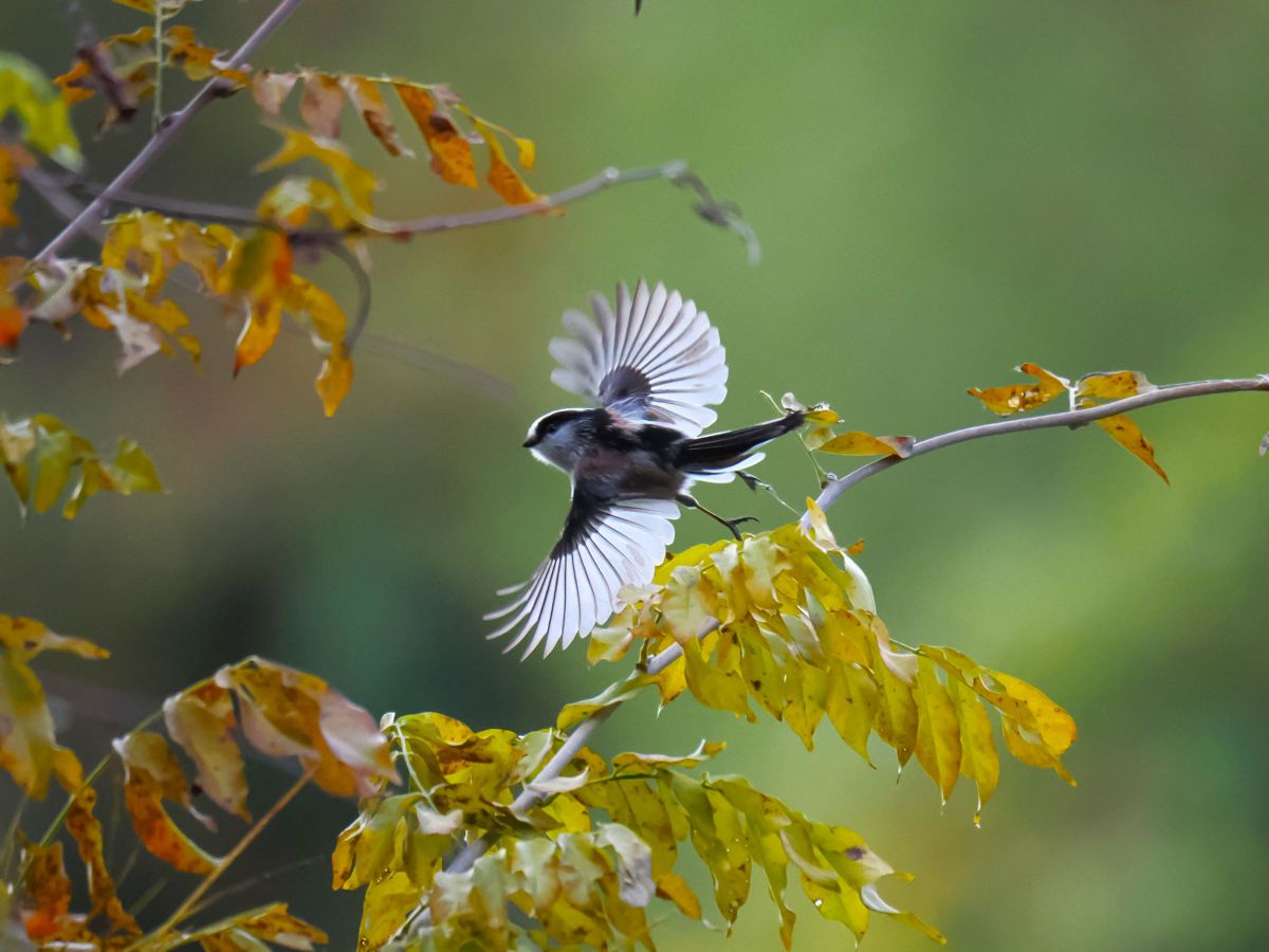 晩秋に遊ぶ | GANREF