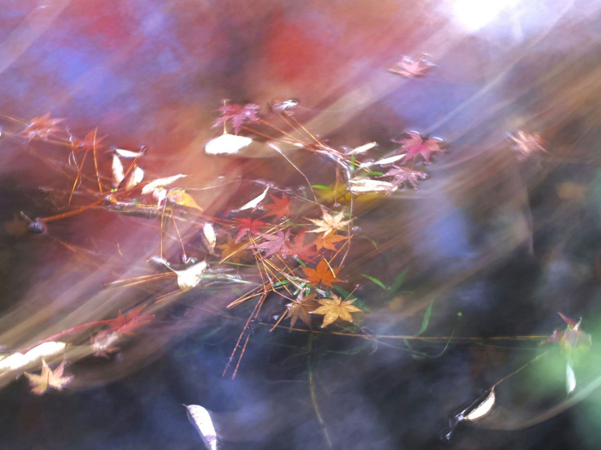 散り際もなお美しく | GANREF