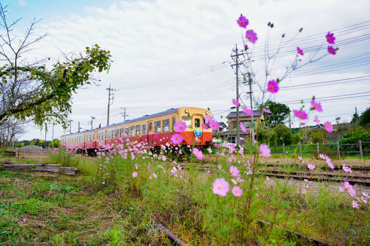 コスモスとキハ200形 | GANREF