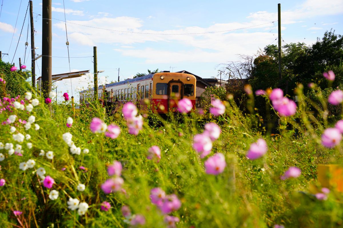 キハ200とコスモス | GANREF