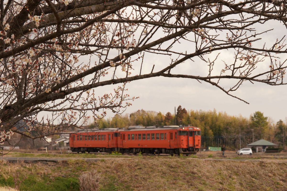 梅とキハ40 | GANREF