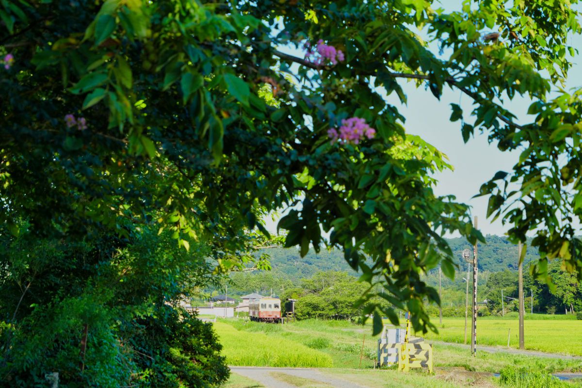 キハ200と百日紅 | GANREF