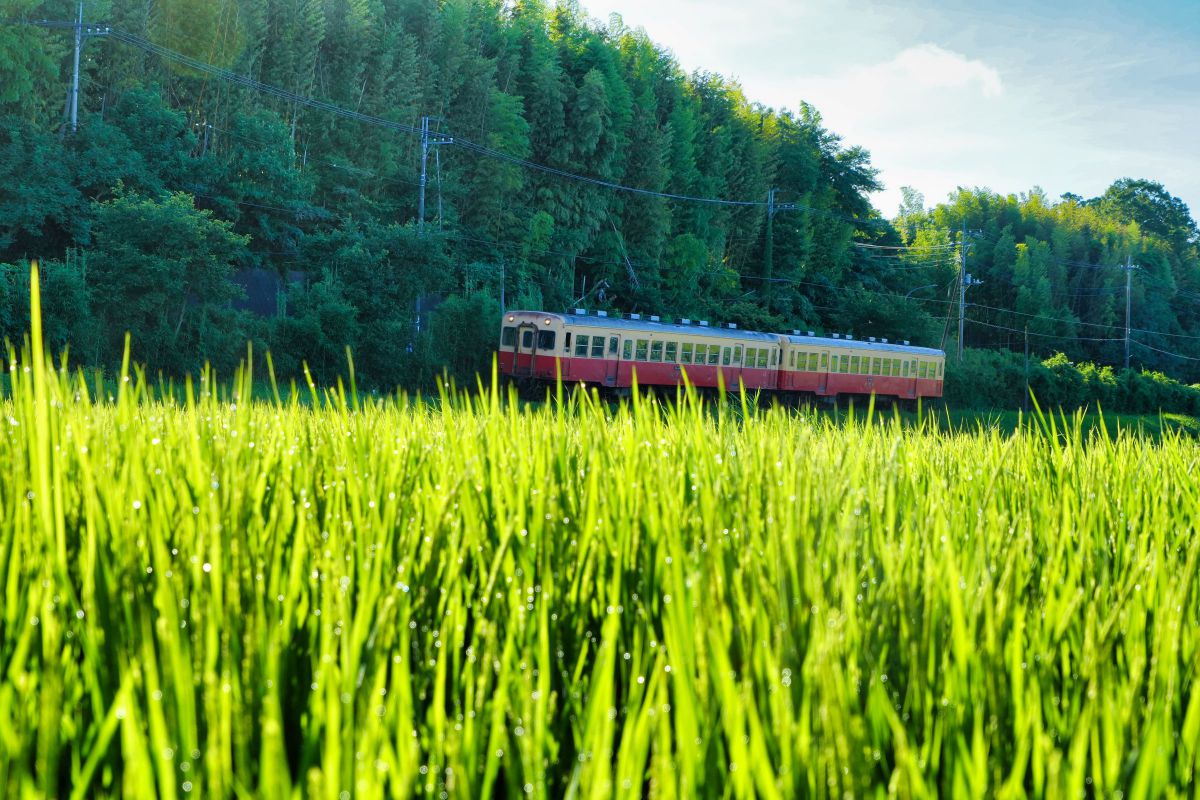 稲穂とキハ200 | GANREF