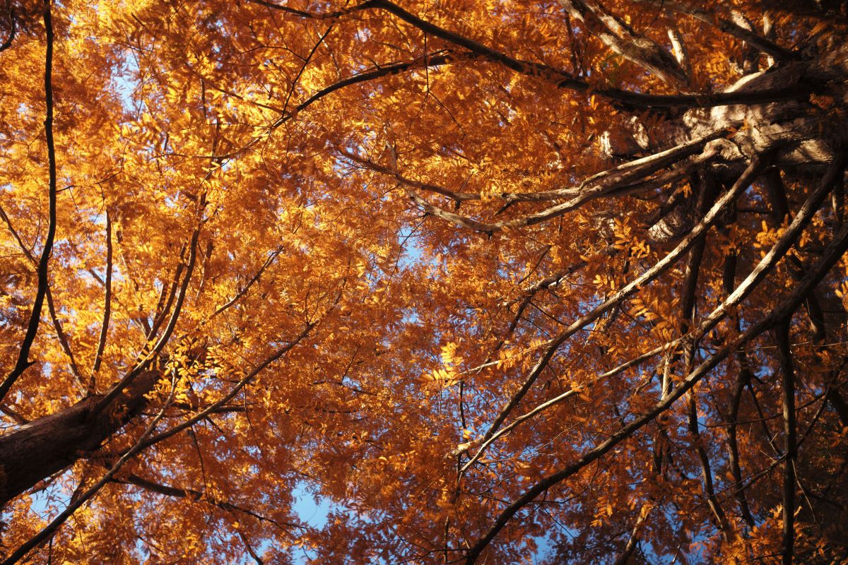 メタセコイア(2024.12.04.) | GANREF