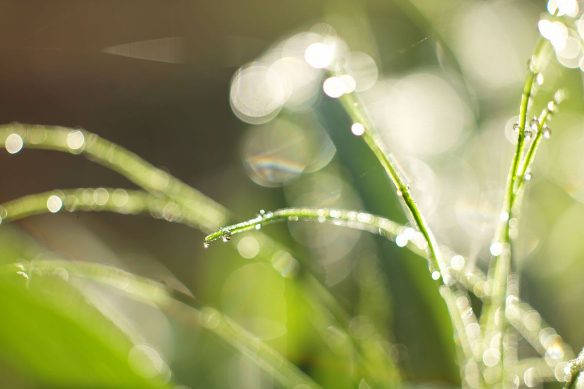 朝露(2023. 11. 02., 07:35) | GANREF