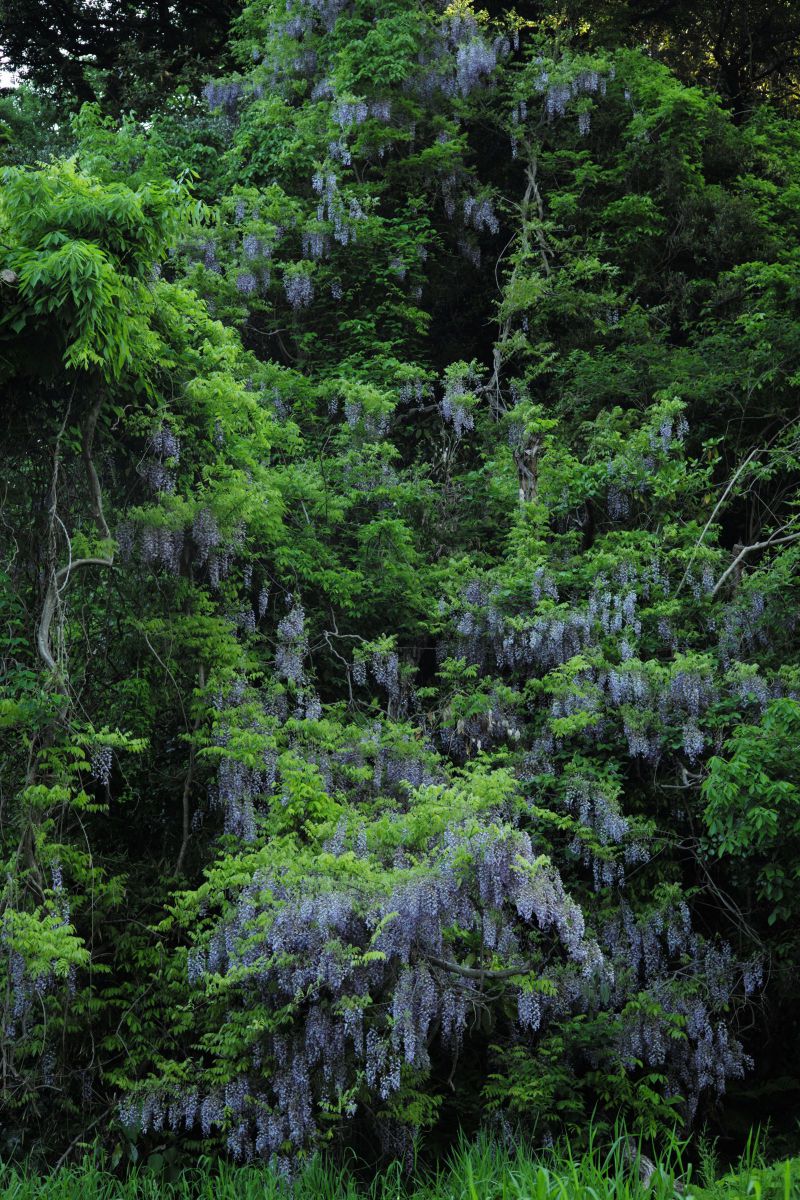 山藤(2025.04.30.; 06:22) | GANREF