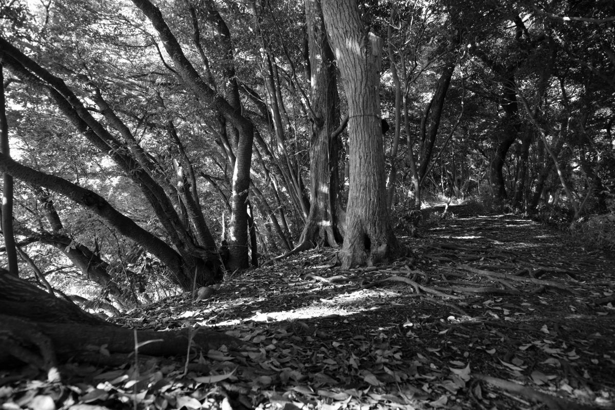 森の小径(22) | GANREF