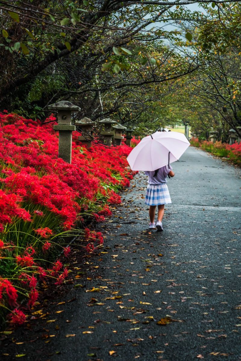 「52 Weeks Project」Ⅱ (35/52) 雨の日の参道 | GANREF