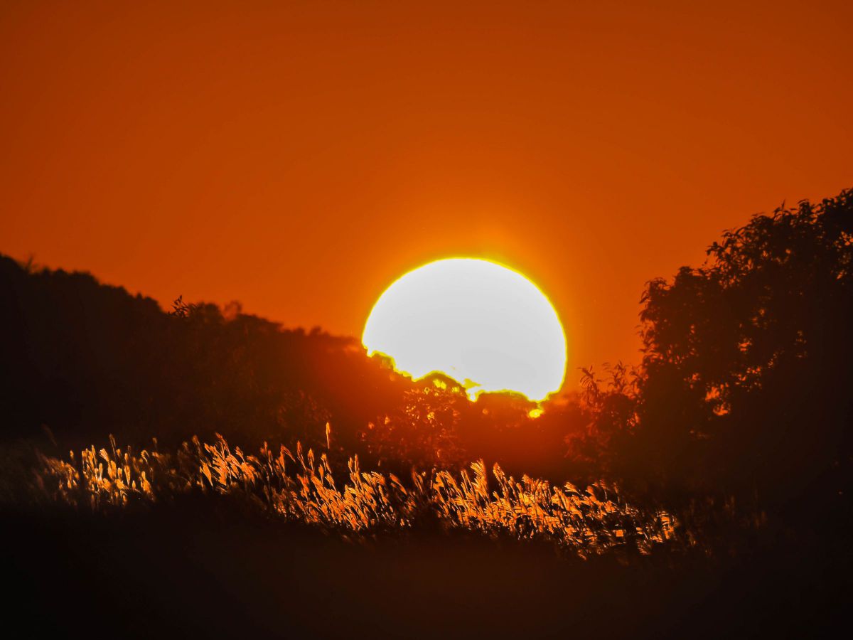 「52 Weeks Project」(39/52) 夕陽とすすき | GANREF