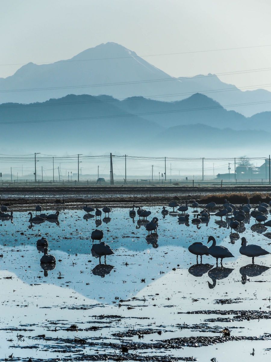 「52 Weeks Project」Ⅱ (4/52) 朝靄に霞む大山 | GANREF