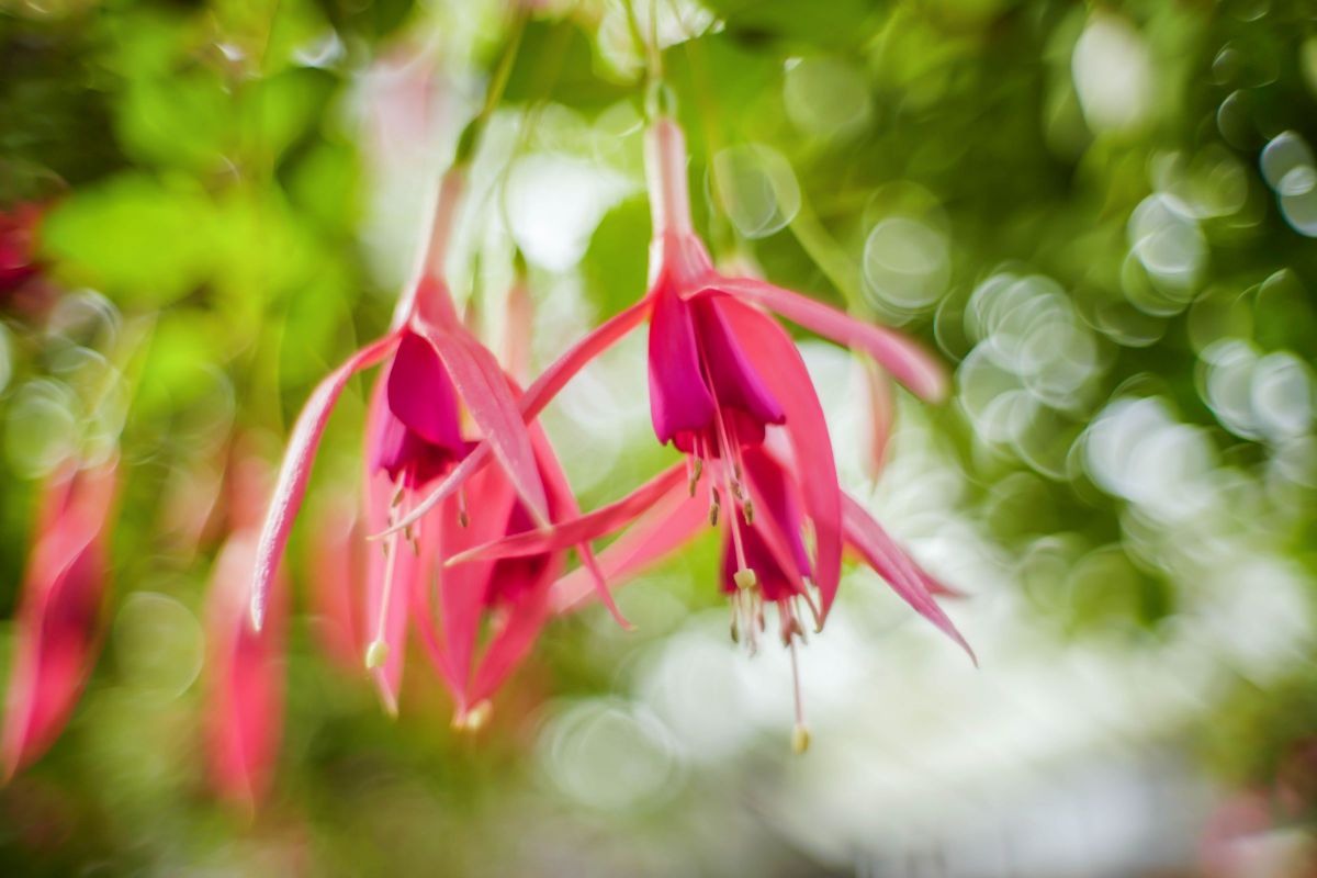 「52 Weeks Project」(48/52) フクシア | GANREF