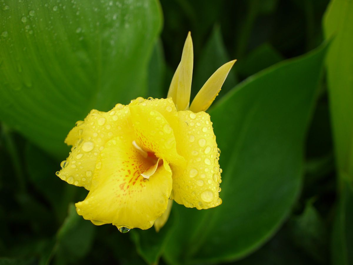 道端の花を一枚撮ってみた。 | GANREF