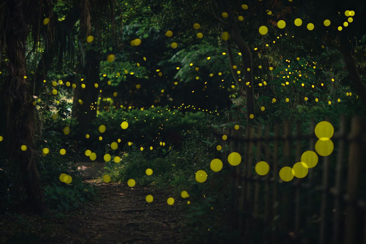 始まりの舞2024 | GANREF