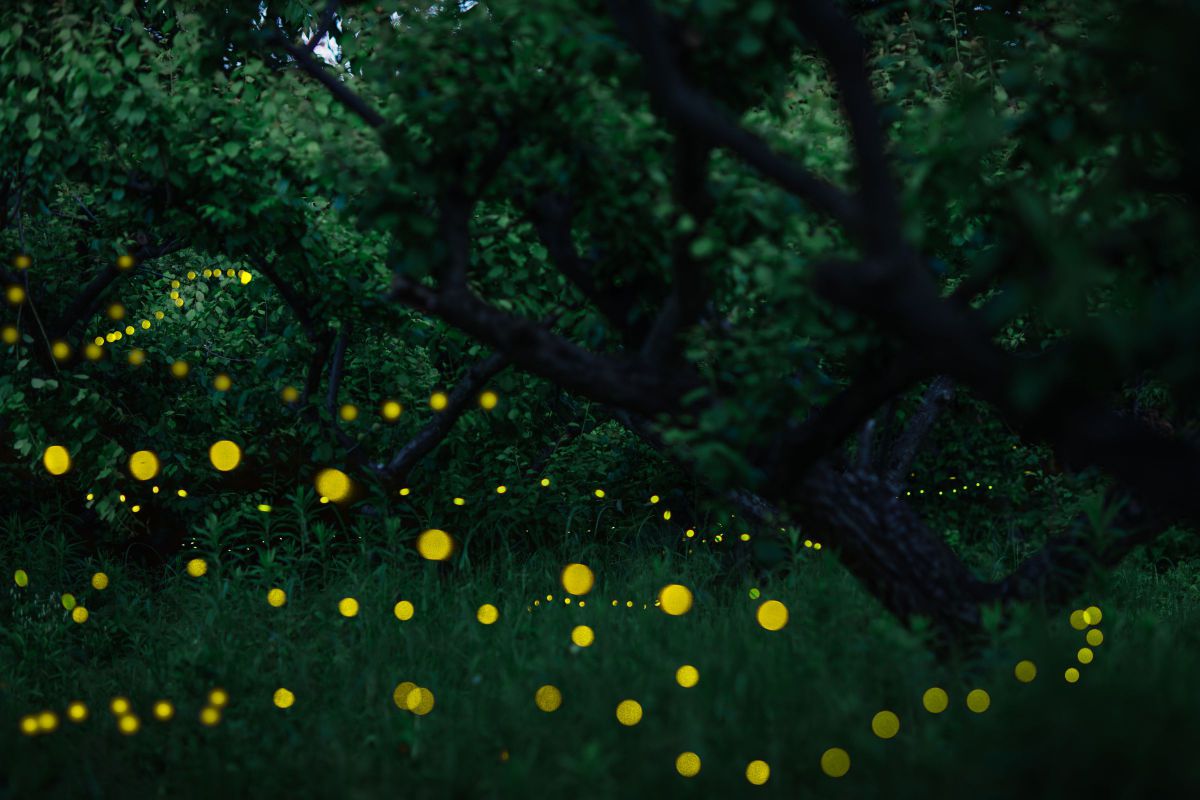 yellow fairy 2024 | GANREF