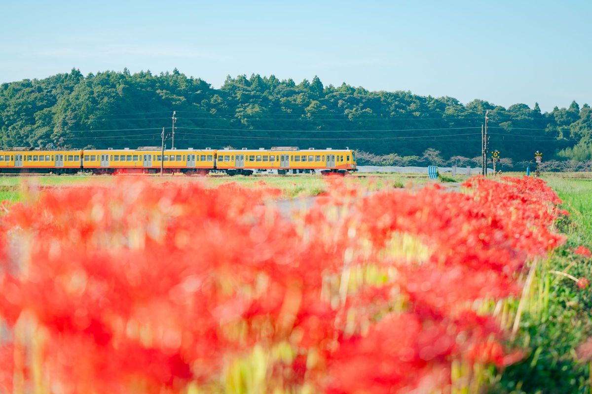 幸せを運ぶ黄色い電車 | GANREF