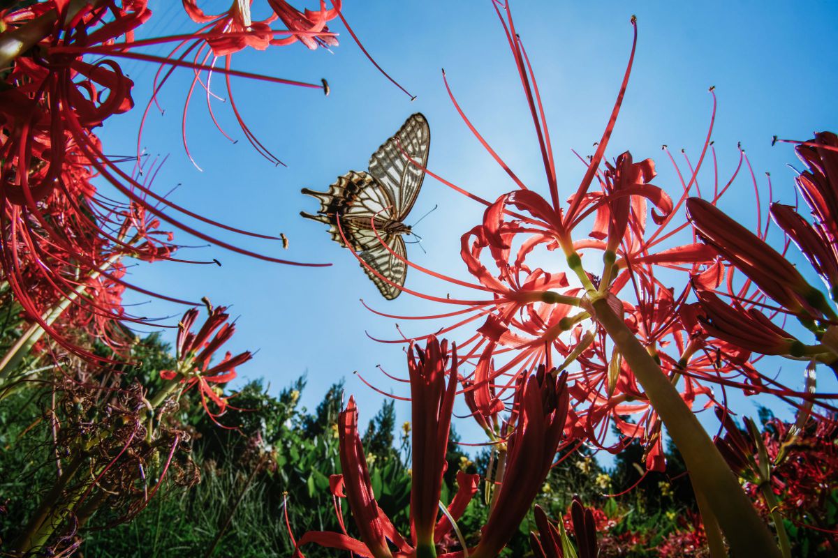秋空ひらり | GANREF