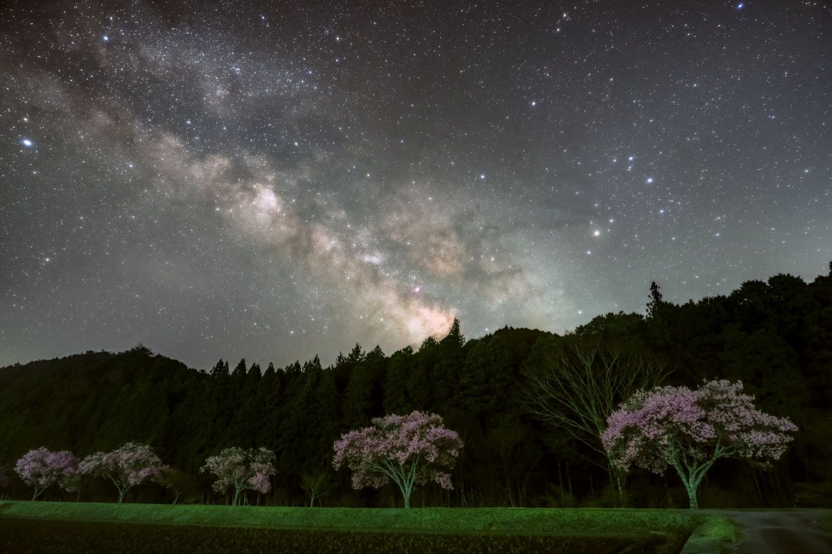 桜銀河2024 | GANREF