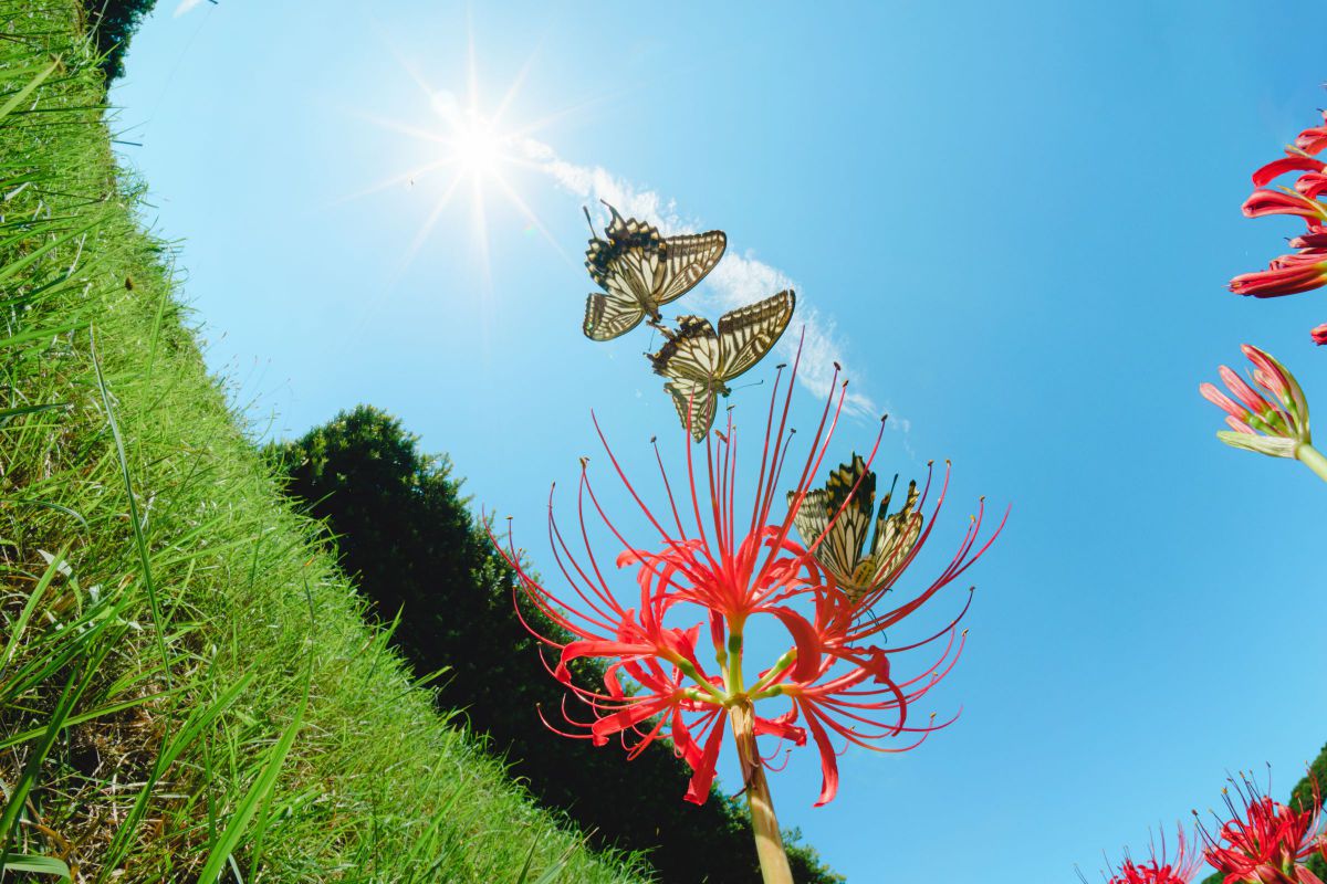 Looking for love | GANREF