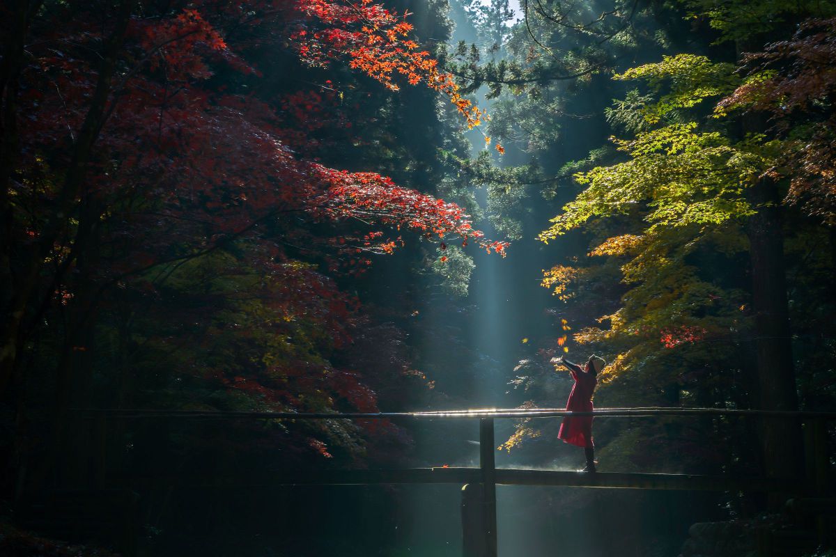 秋ひらり | GANREF