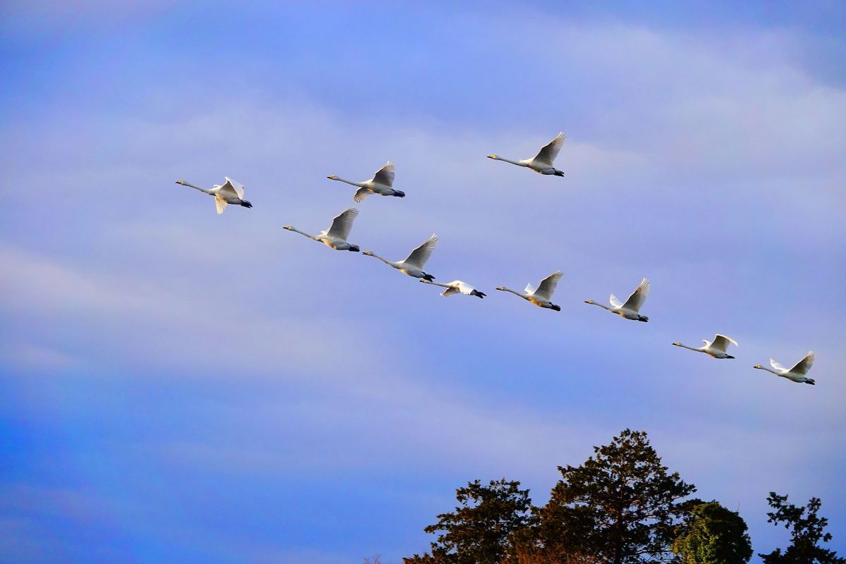 10羽がV字飛行♪ | GANREF