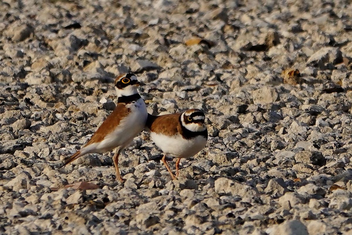 Before･･･ | GANREF