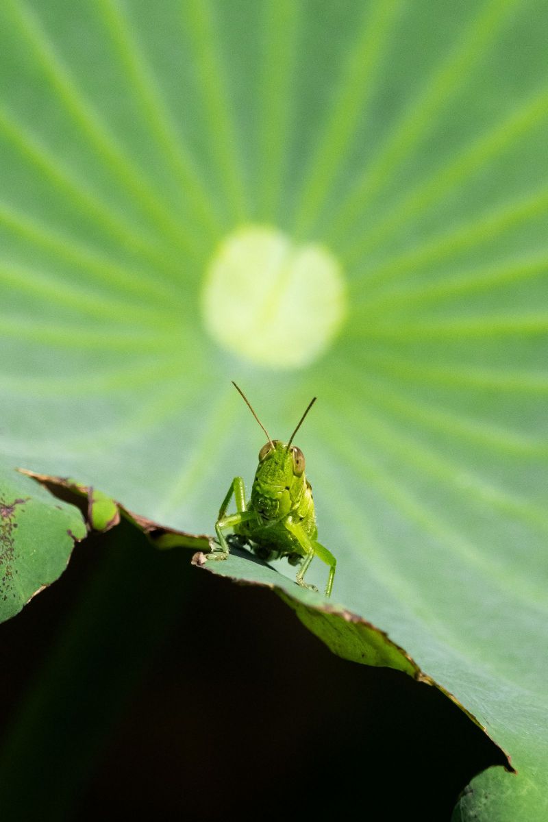 後光？.JPG | GANREF