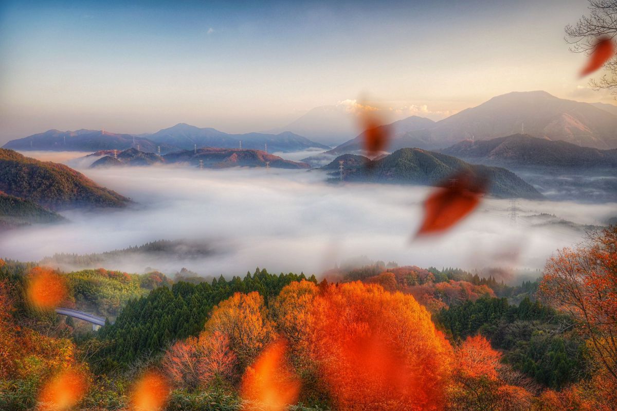 雲海へ漕ぎ出す紅葉たち | GANREF
