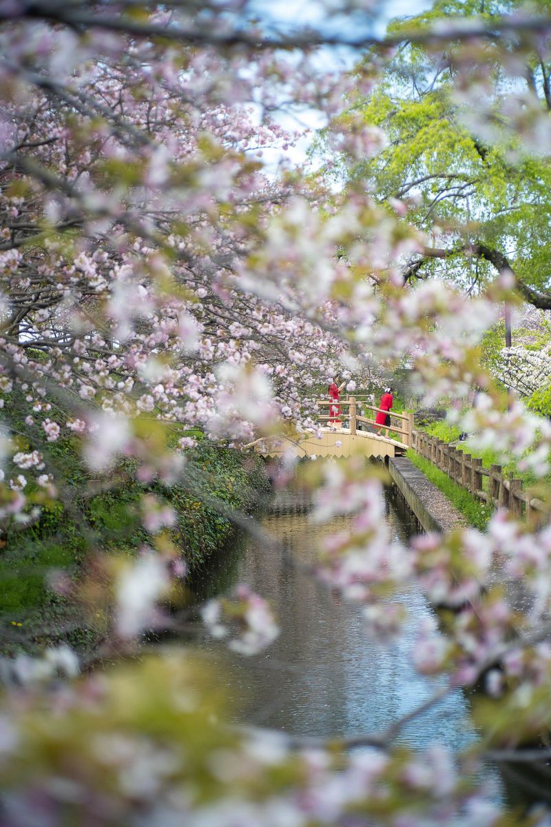 さしいろ | GANREF