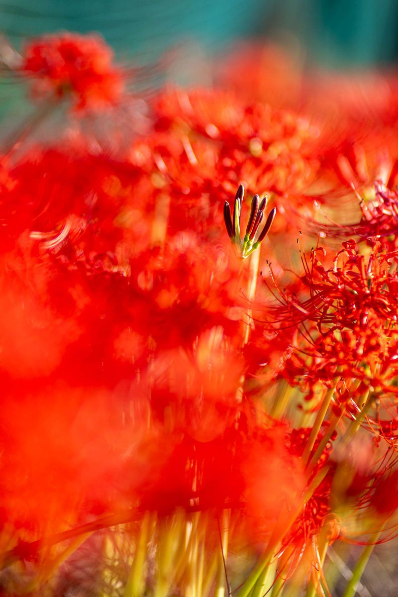 出番待ち | GANREF