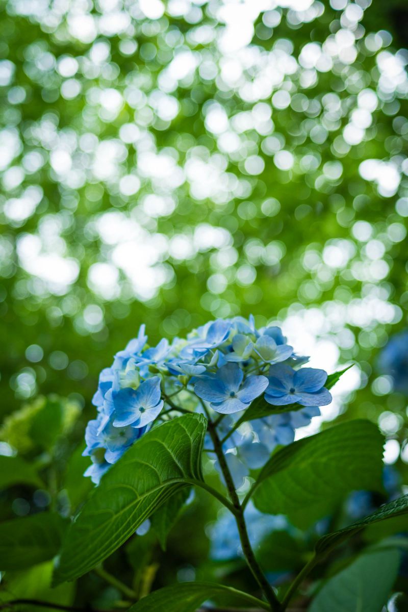 shower of light | GANREF