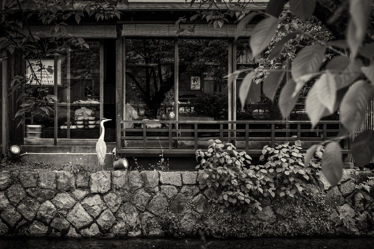 毎度おおきに～ | GANREF