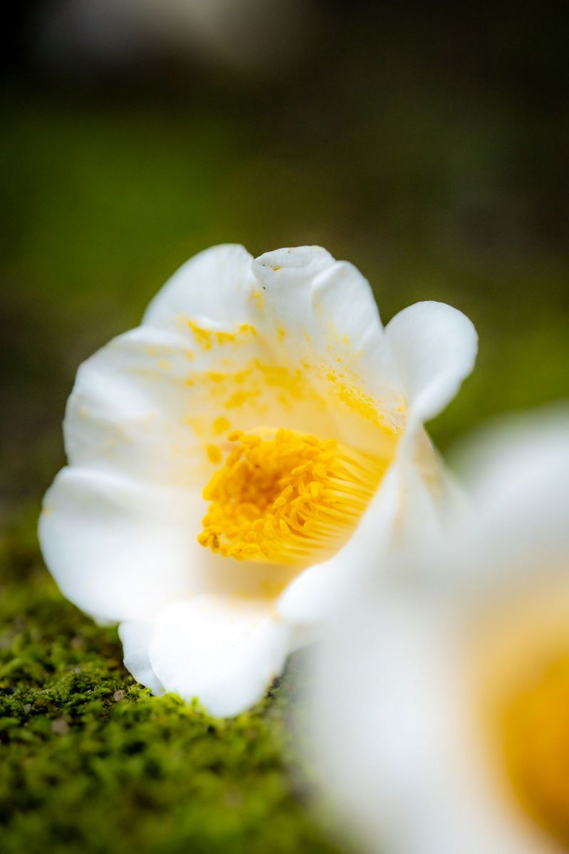 ちりぬるを | GANREF